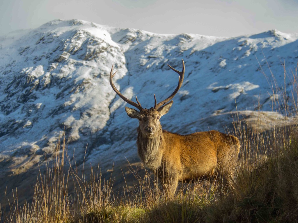 Young stag in Glengarry - Wildlife safaris and scenic tours in the ...