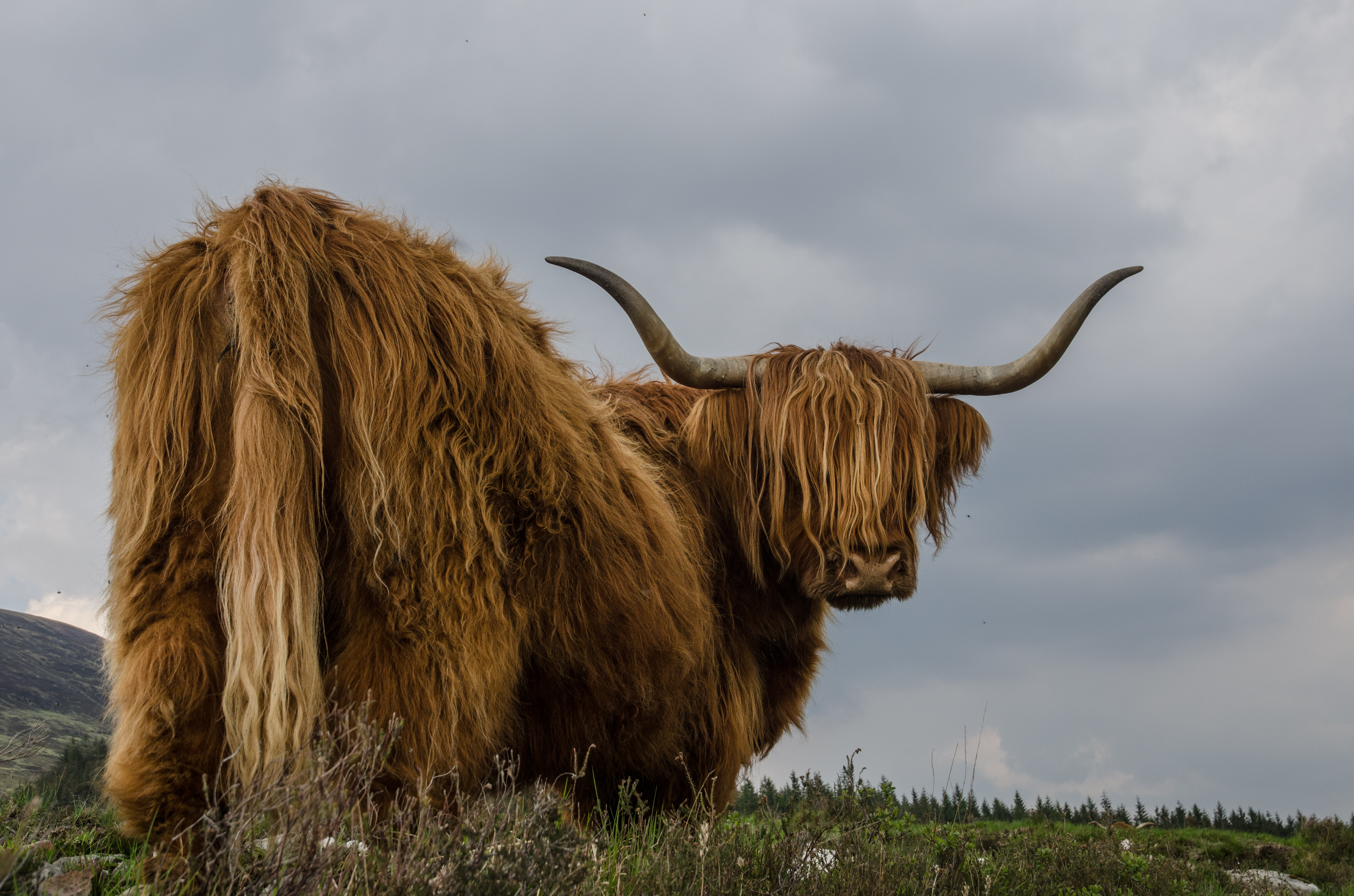 Highland Cow - Wildlife safaris and scenic tours in the Scottish Highlands